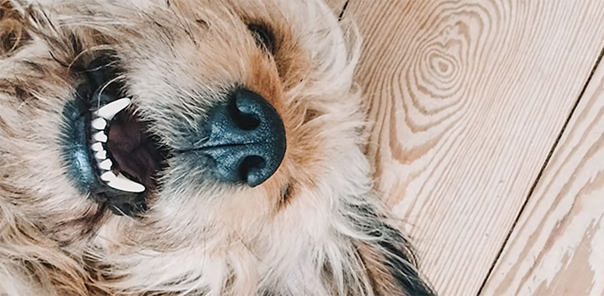 Flooring that your pets will love | Floor Fitters Birmingham